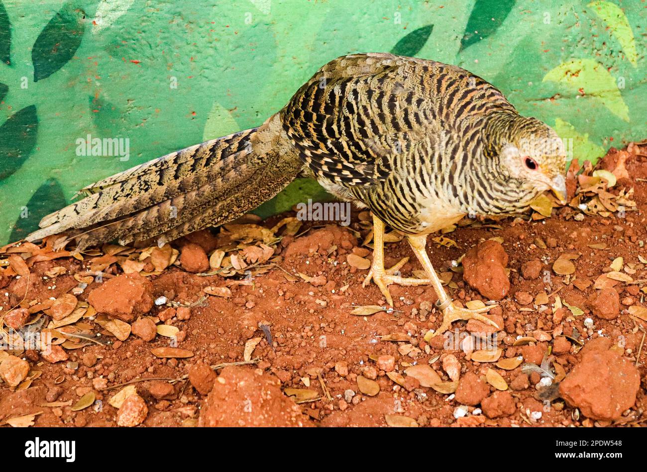 Portrait of Female Golden Pheasant or 'Chinese Pheasant', Chrysolophus ...