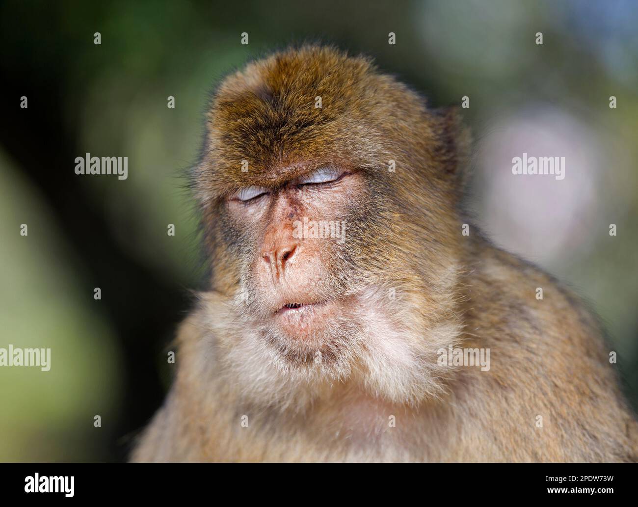 Innocent monkey hi-res stock photography and images - Alamy