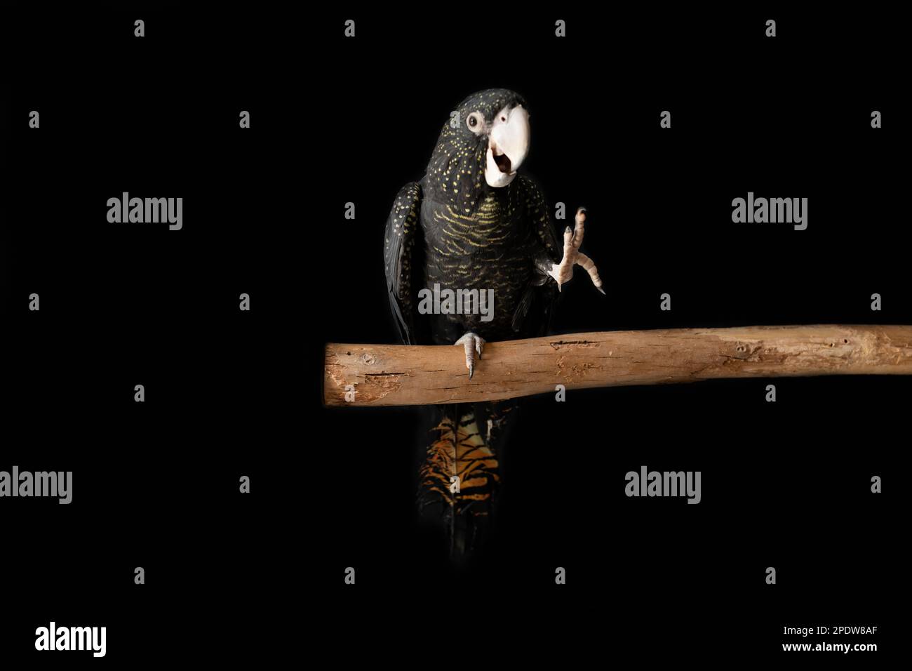 A female Australian red tailed black cockatoo (Calyptorhynchus banksii ...