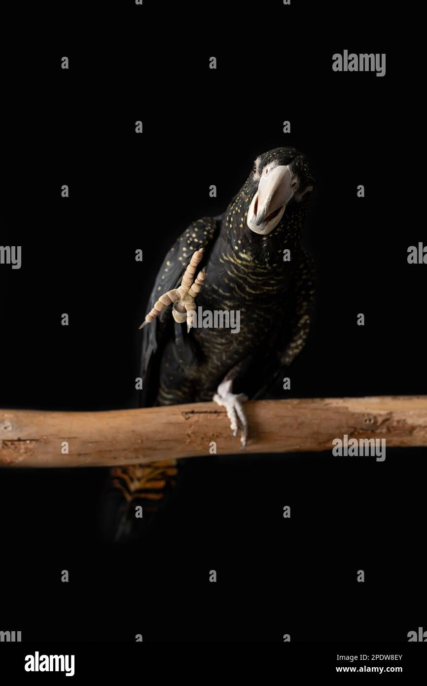 A female Australian red tailed black cockatoo (Calyptorhynchus banksii ...