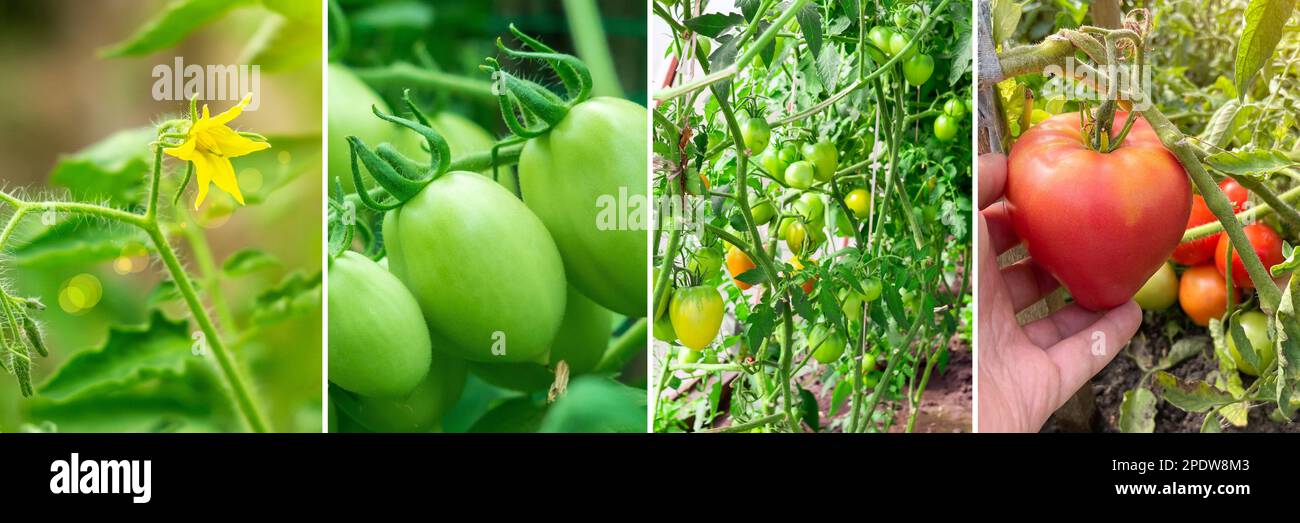 Collage organic tomatoes collection. Agriculture concept. Sales of ...