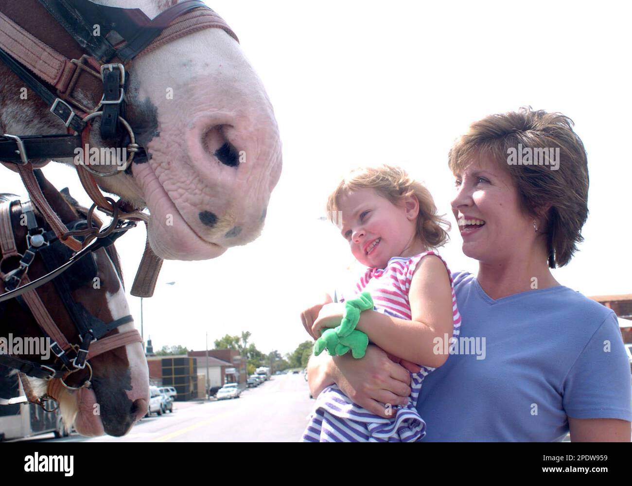 Face to face with the Pioneer Trails Clydesdales, Hailey Grainger gets ...