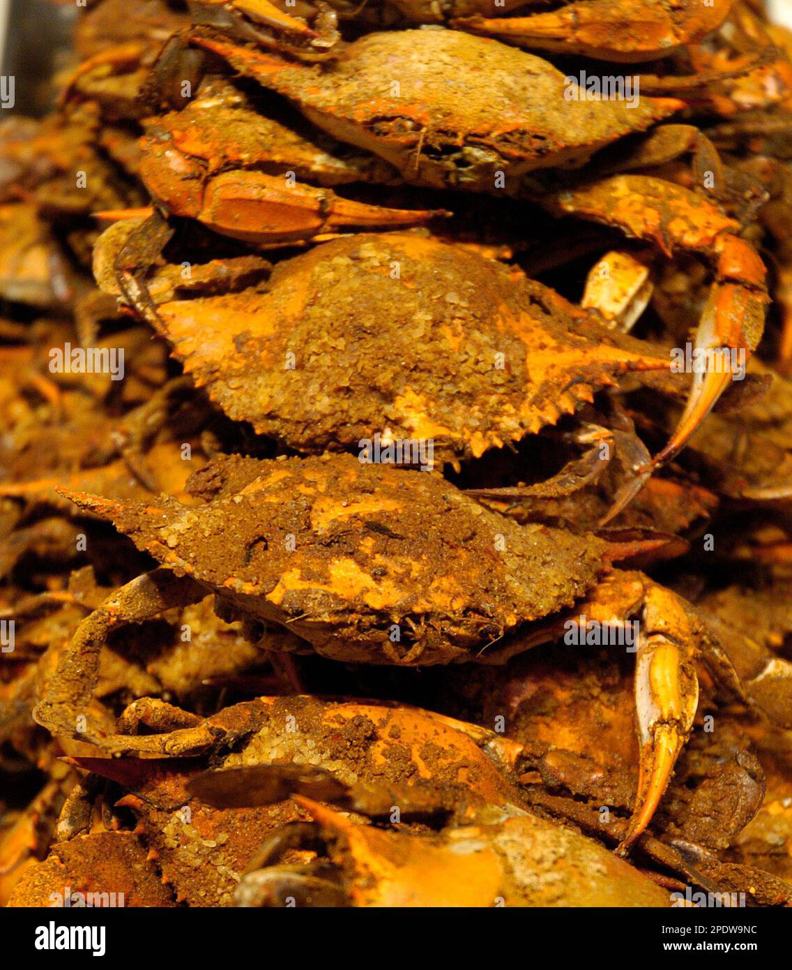 A pile of steamed female Maryland crabs sits waiting customers at the ...
