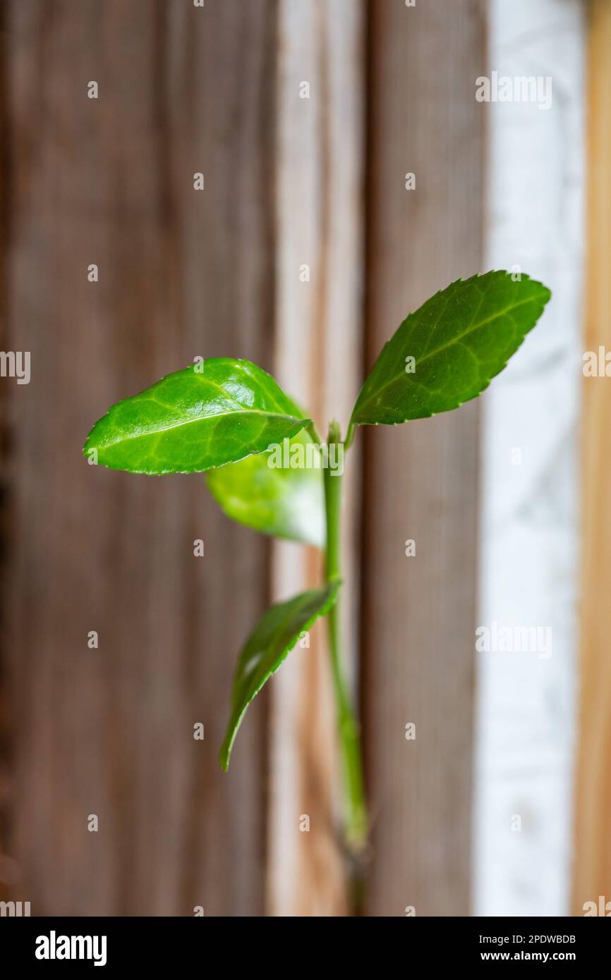 Plant escaping indoors, symbol of a freedom, strength and new life ...