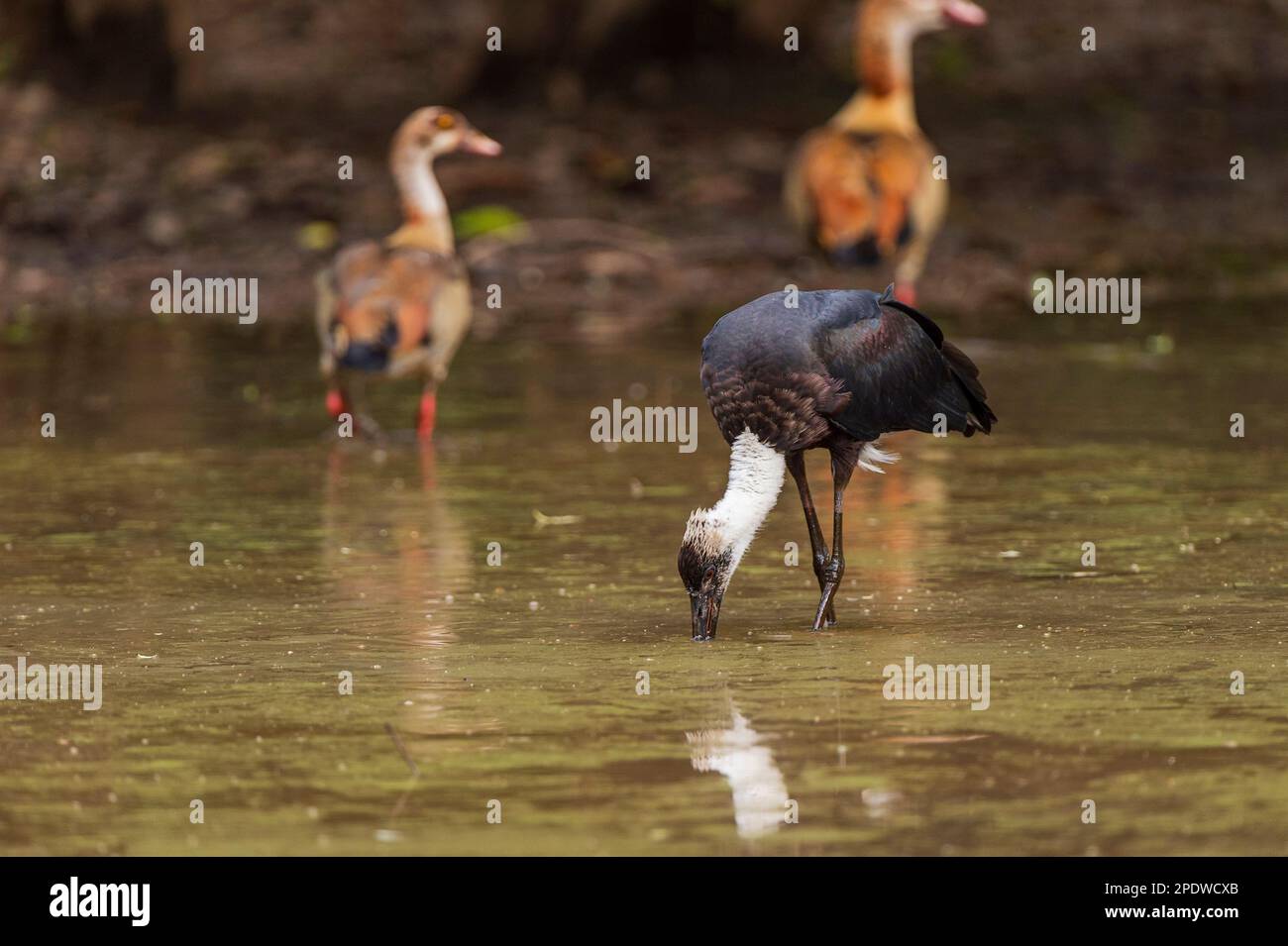 A woolly necked stork, Ciconia episcopus, is seen in Zimbabwe's Mana ...