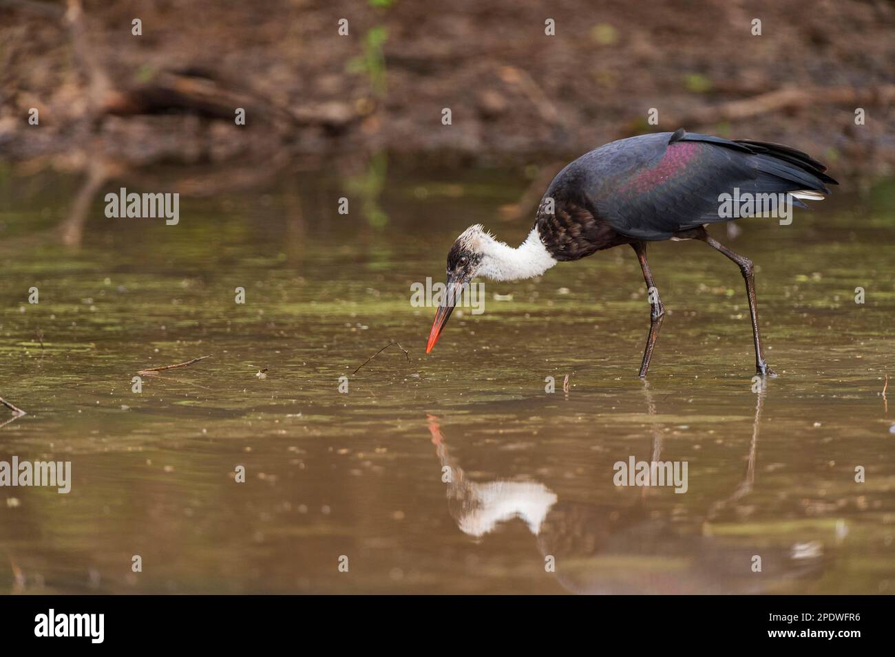 A woolly necked stork, Ciconia episcopus, is seen in Zimbabwe's Mana ...