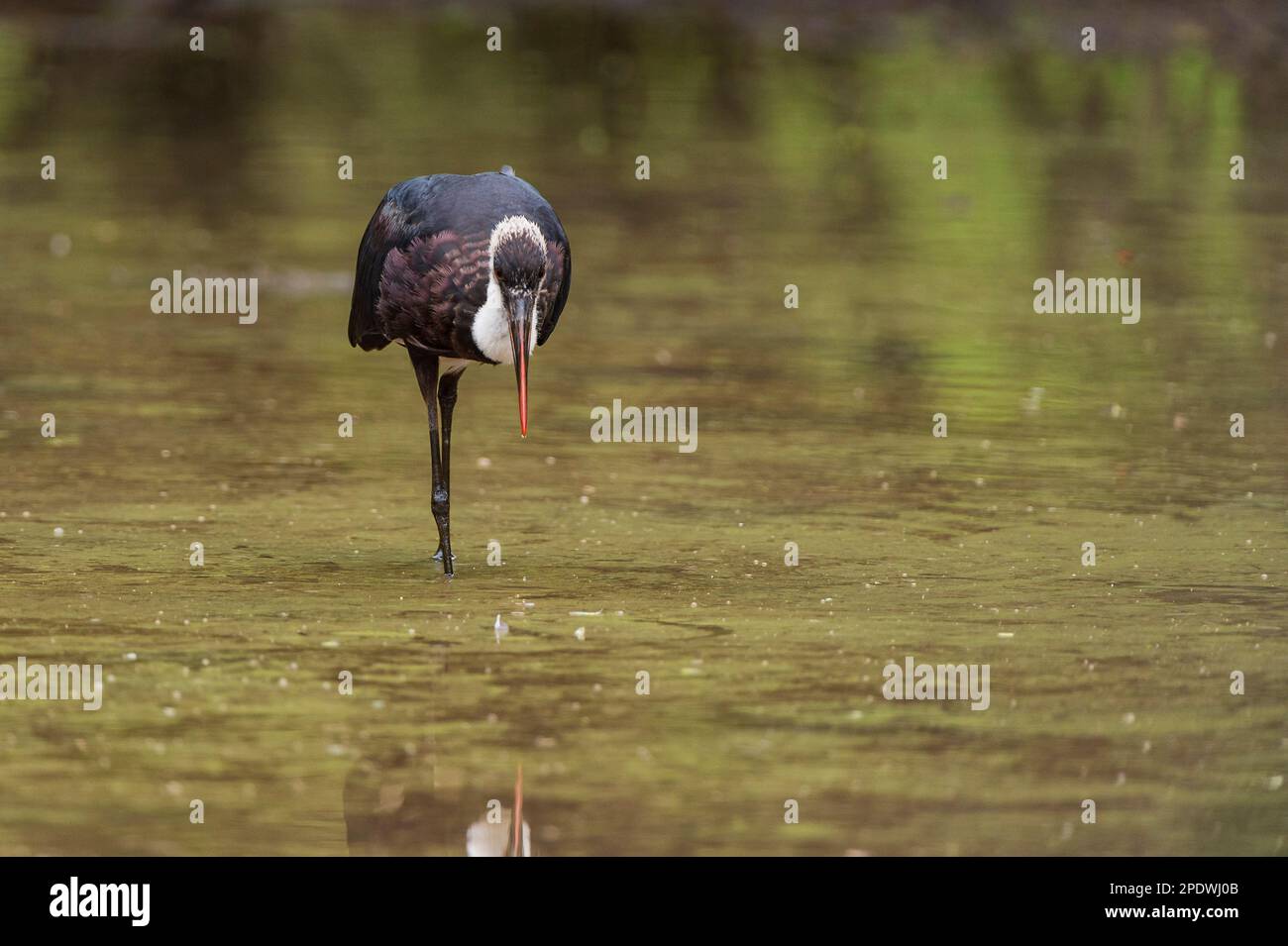 A woolly necked stork, Ciconia episcopus, is seen in Zimbabwe's Mana ...