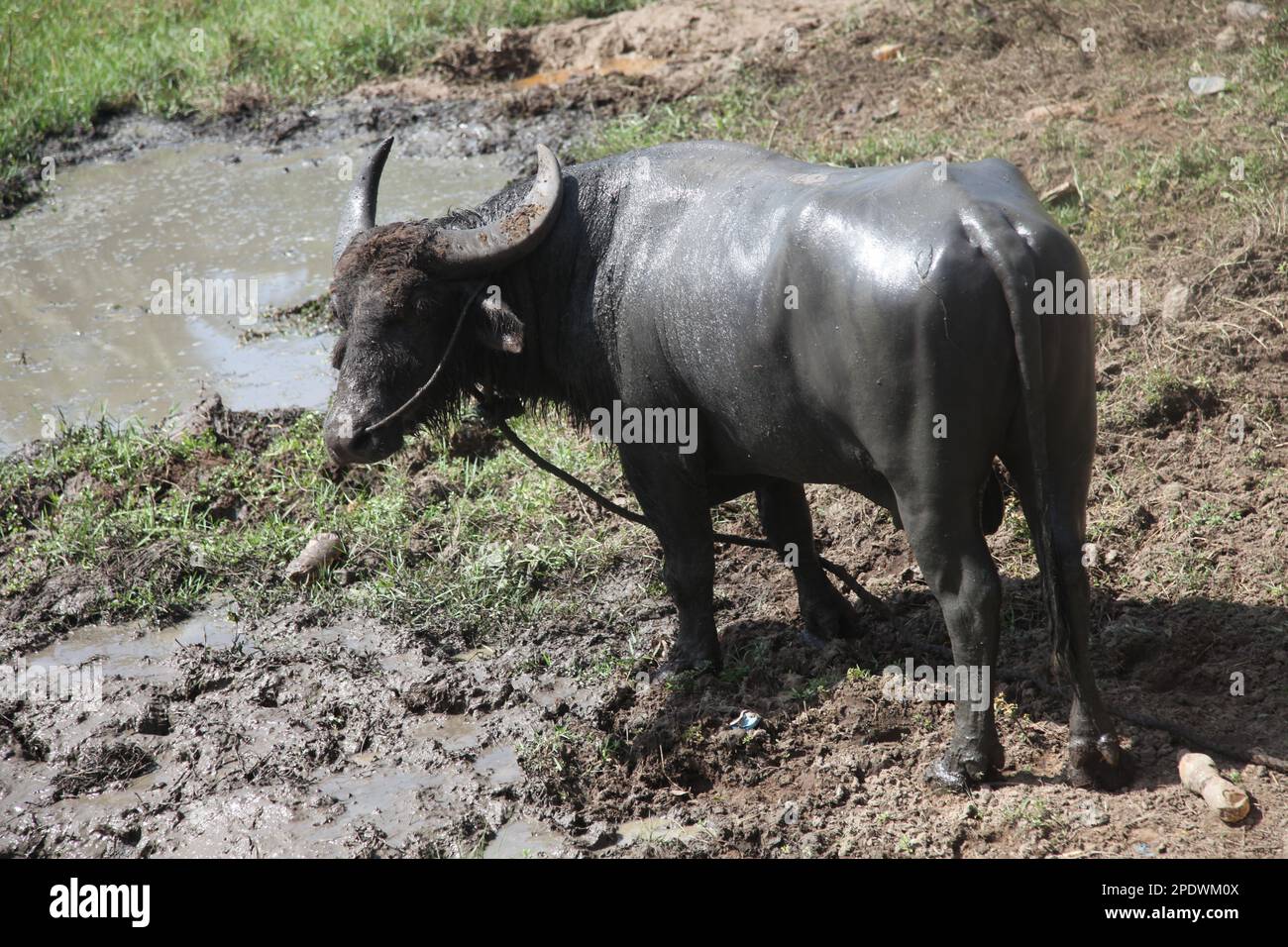 Black indian buffalo feeding grass in the swamp Stock Photo - Alamy