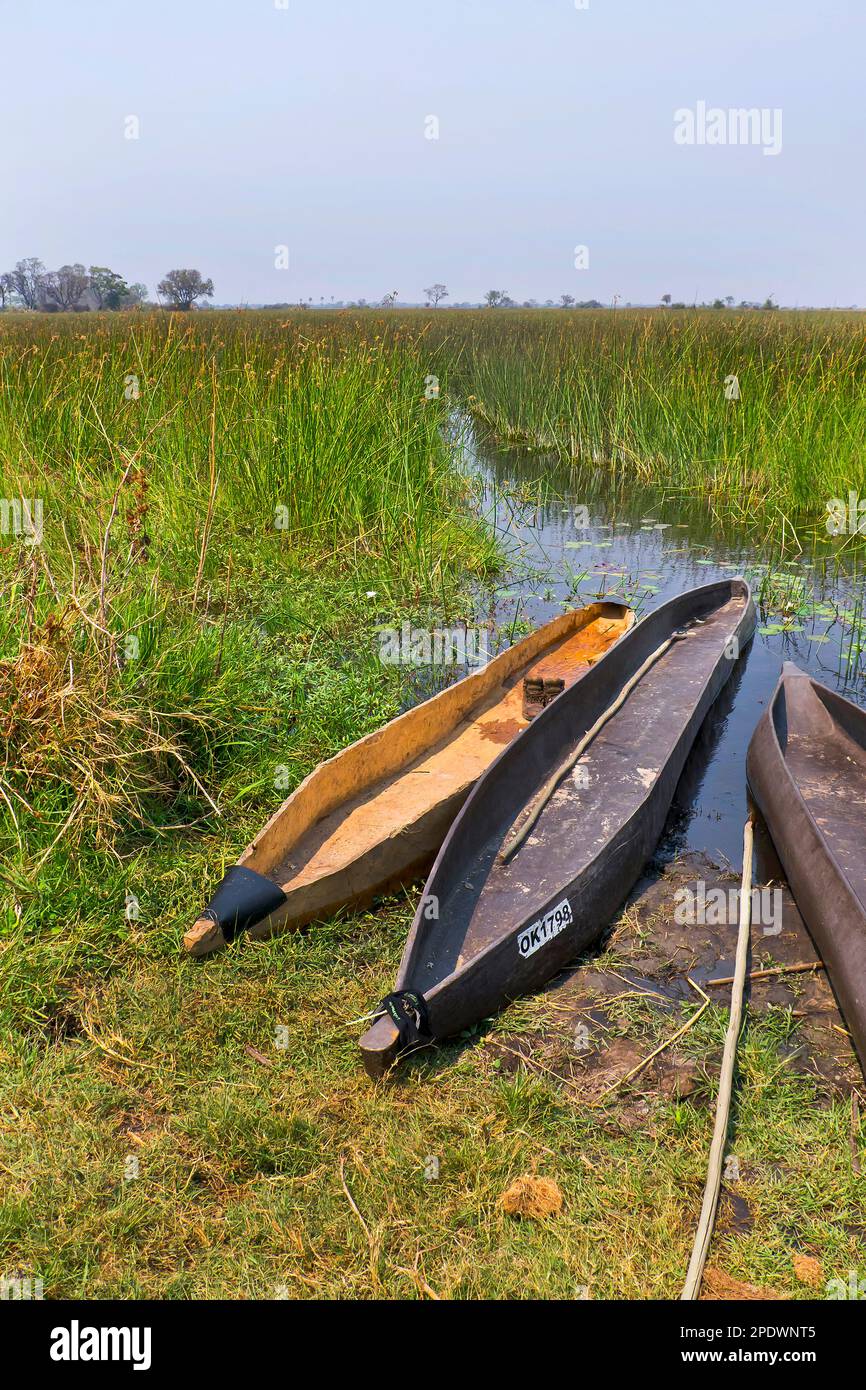 Mokoro, Dugout canoes, Traditional boat, Okavango Delta, Botswana ...