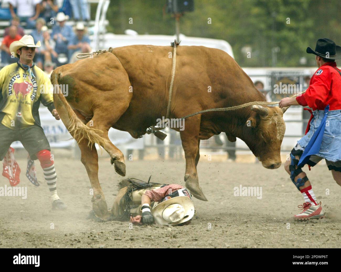 Greg Fuller of Dimmitt, Texas lies beneath the hooves of a bull named ...