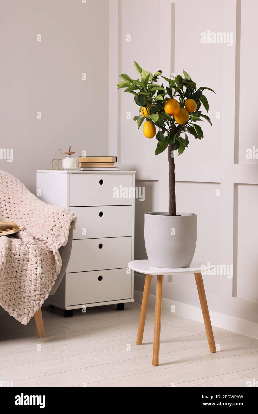 Idea for minimalist interior design. Small potted lemon tree with ...