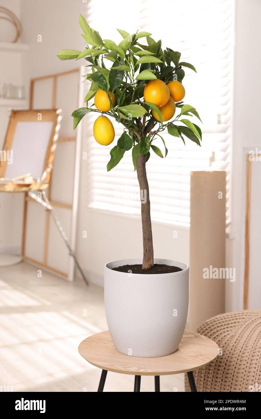 Idea for minimalist interior design. Small potted lemon tree with ...