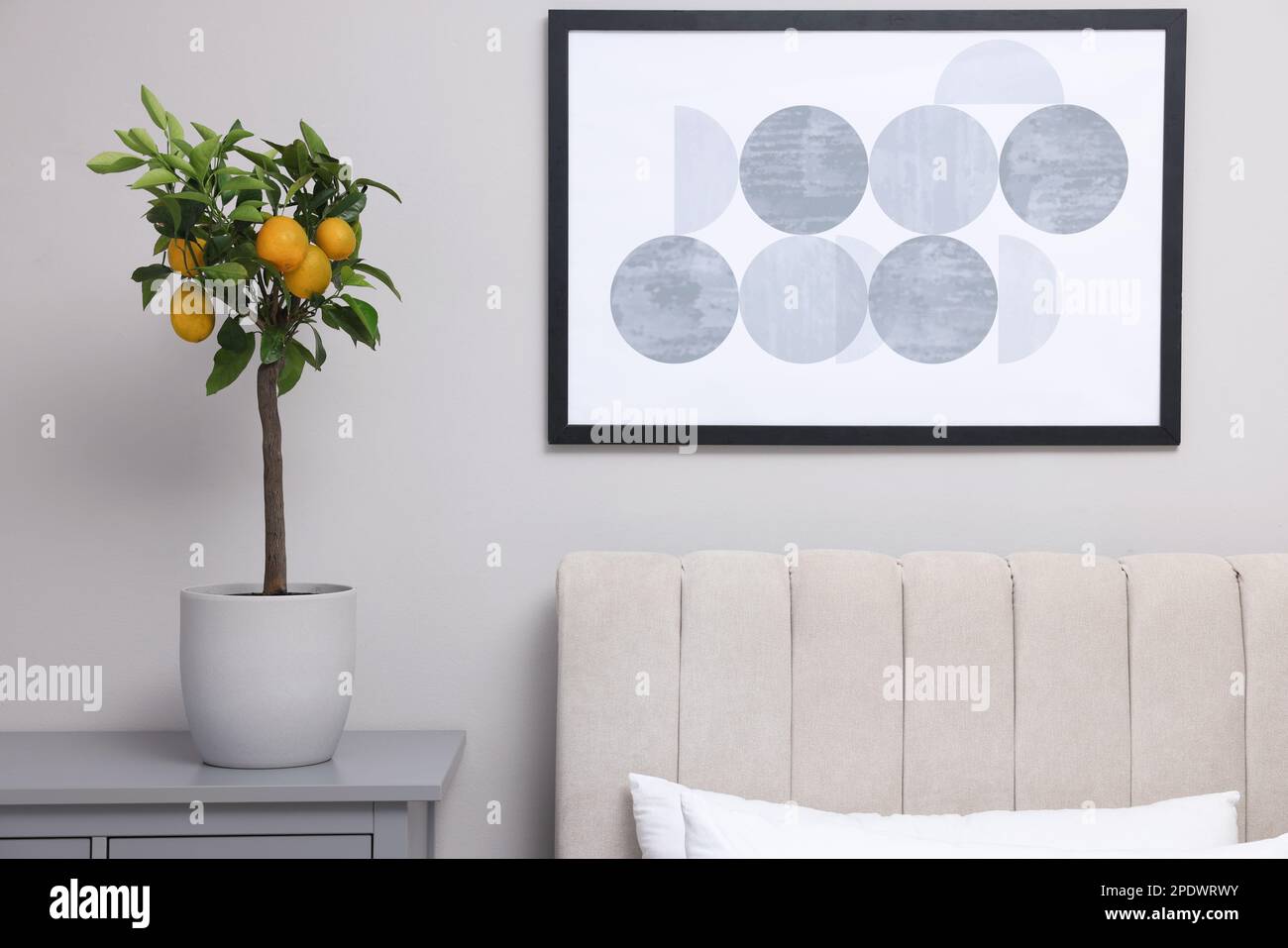Potted lemon tree with ripe fruits on chest drawers in bedroom Stock ...
