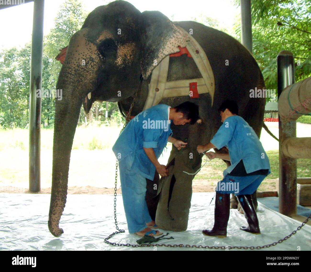 Thai veterinarians fit a prosthetic limb on Motola, a Thai elephant ...