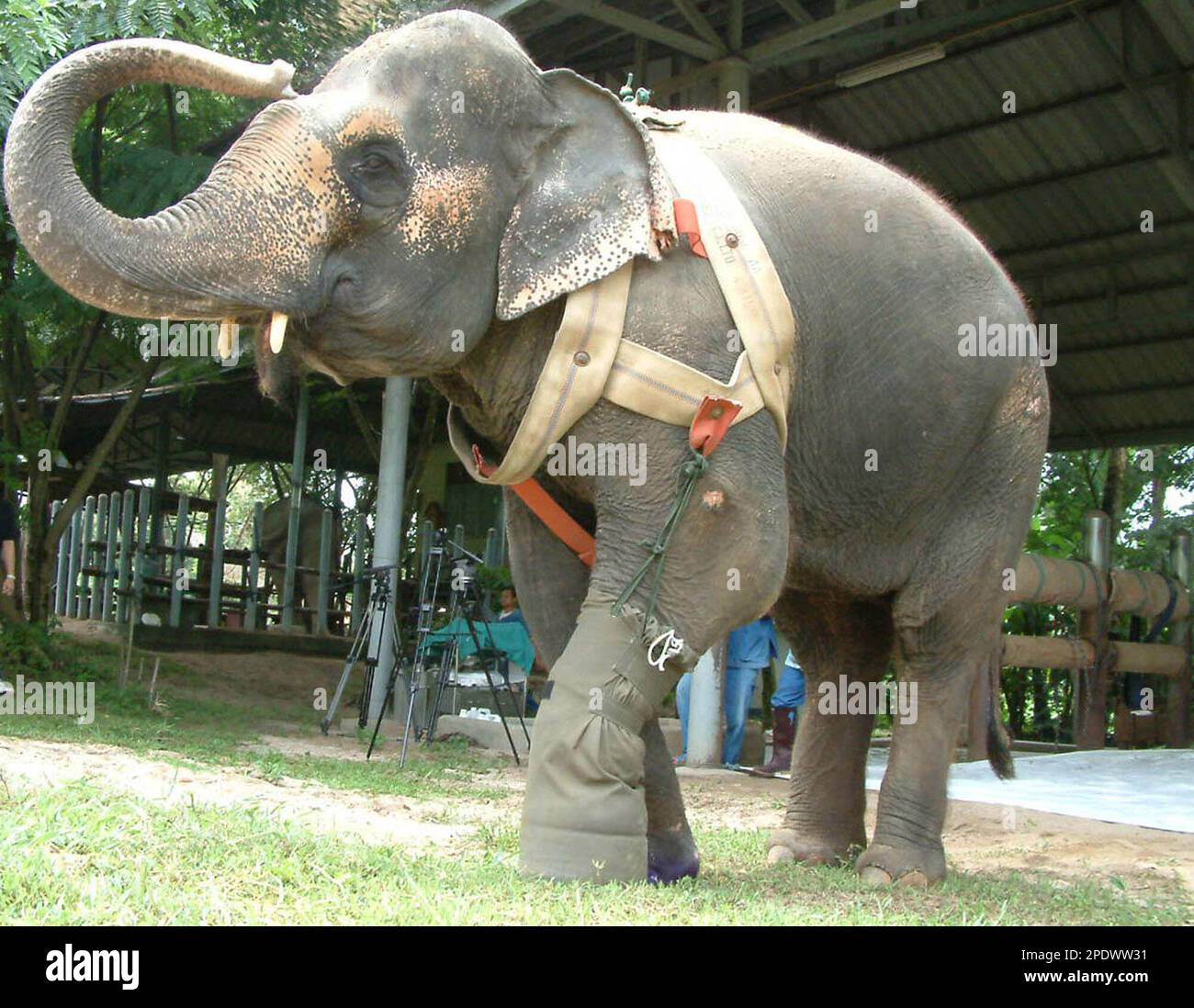 Motola, a Thai elephant that attracted worldwide attention after being ...