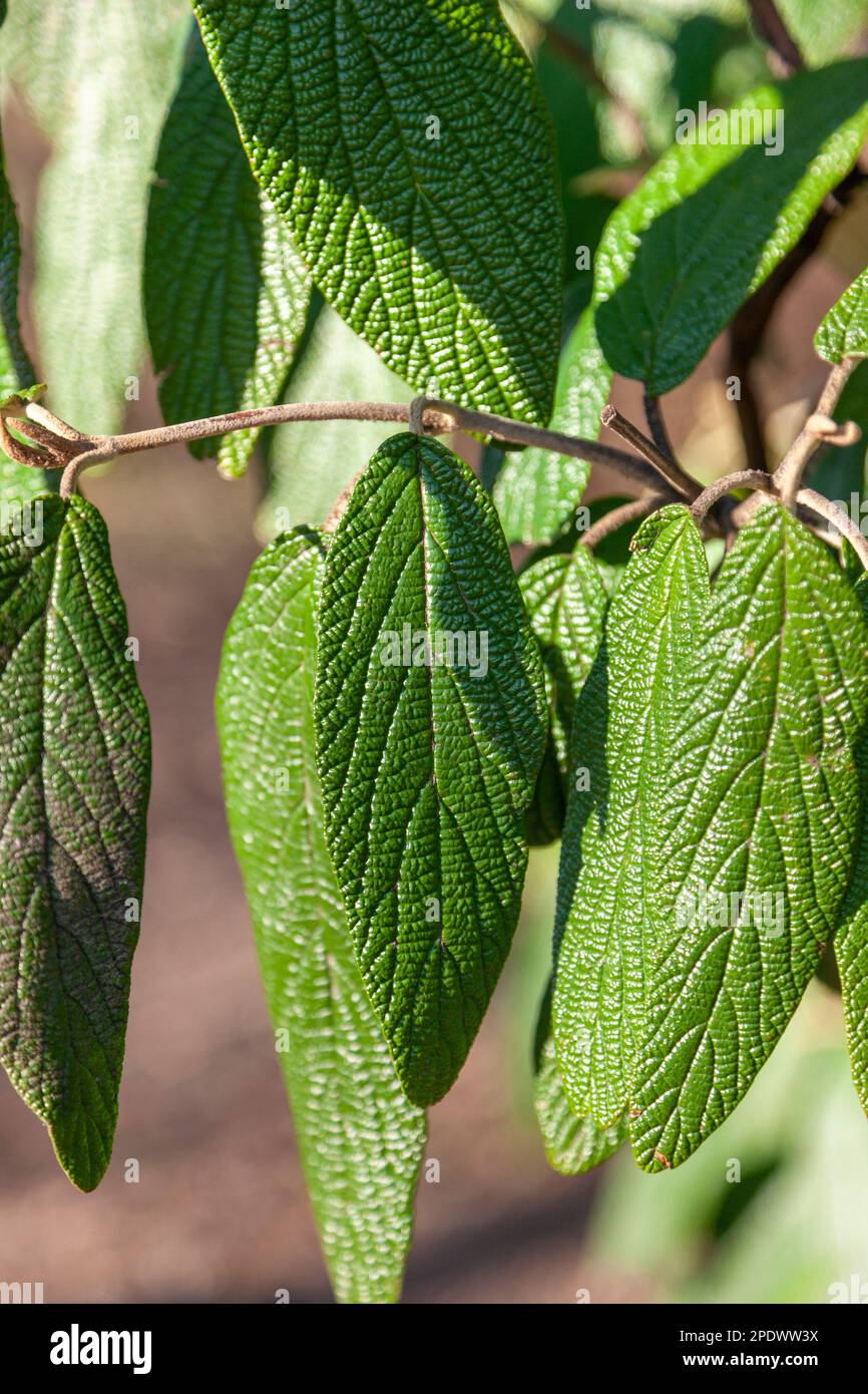 A vibrant green foliage plant basking in the sunlight at the edge of a ...