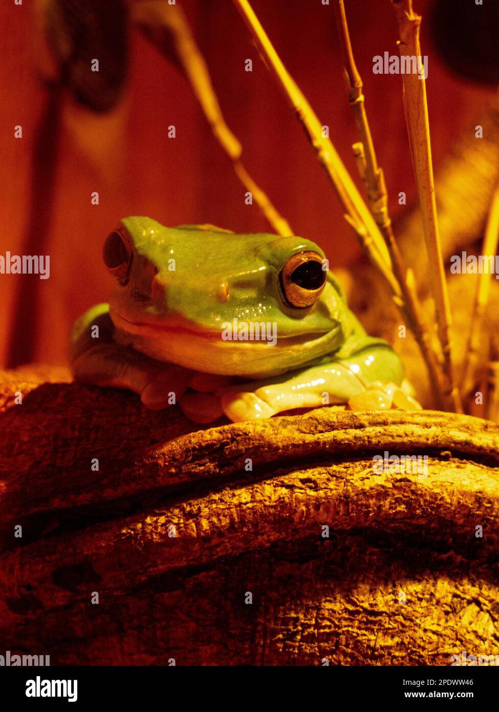 Large brown tree frog hi-res stock photography and images - Alamy