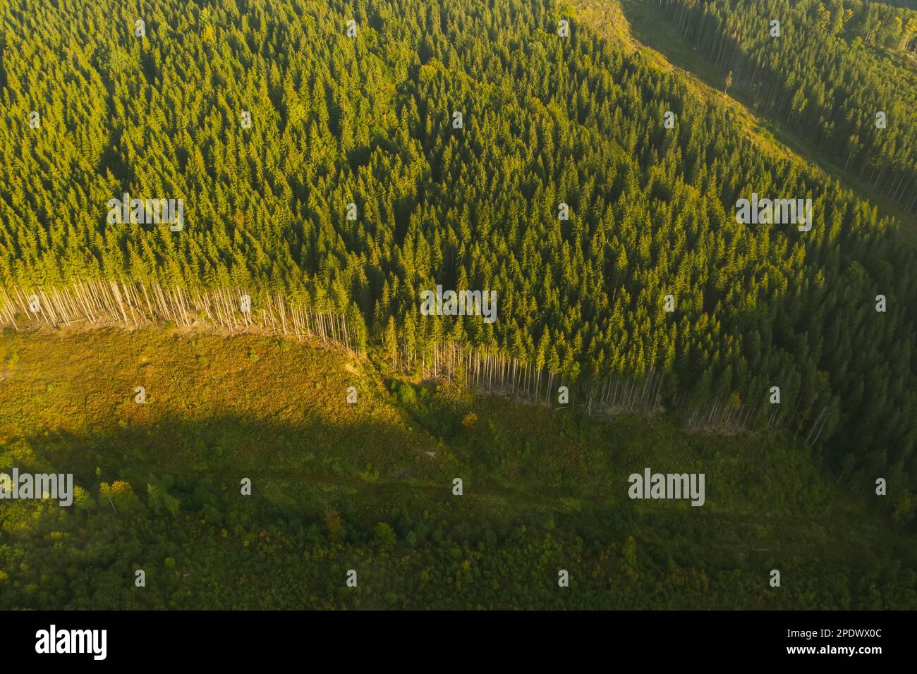 Aerial view of green trees on mountain slope. Drone photography Stock ...