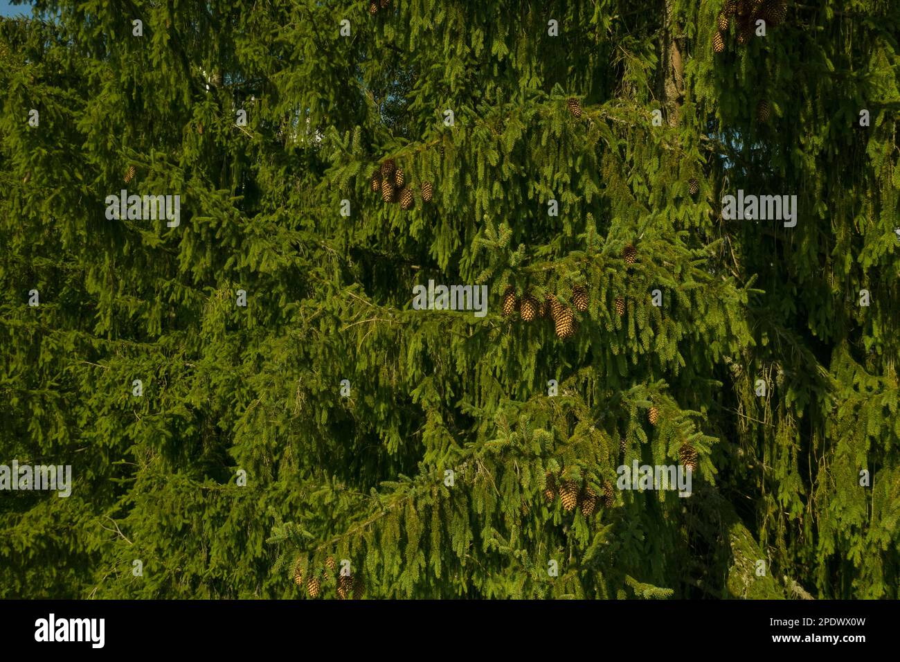 Green conifer trees with cones as background Stock Photo - Alamy