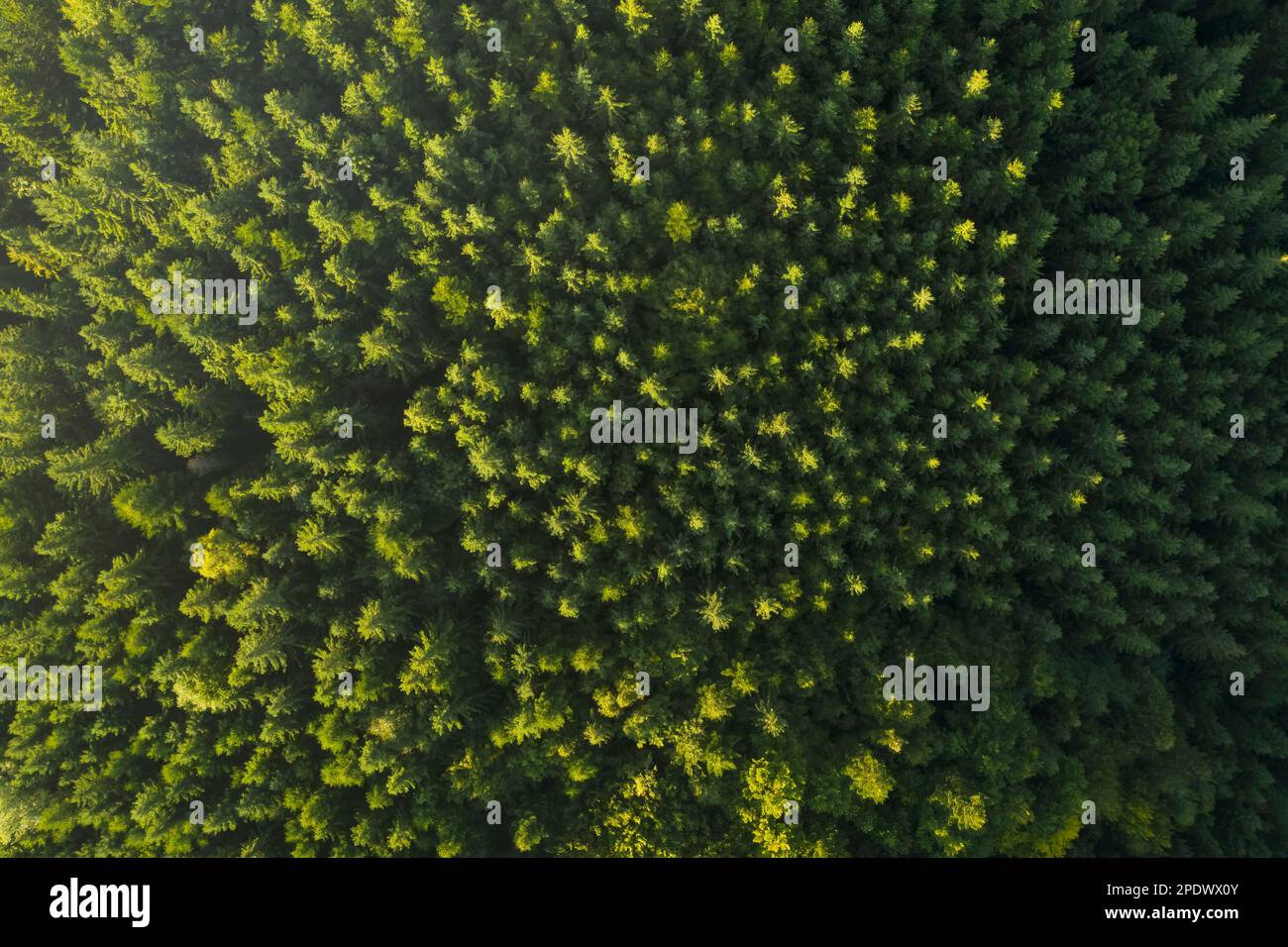 Aerial view of green trees on sunny day. Drone photography Stock Photo ...