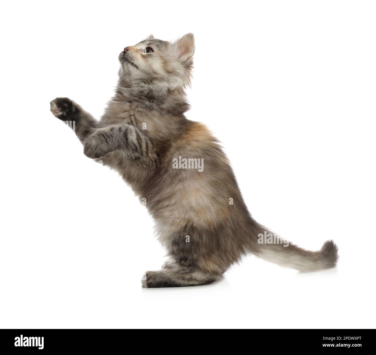 Cute fluffy kitten on white background. Baby animal Stock Photo - Alamy