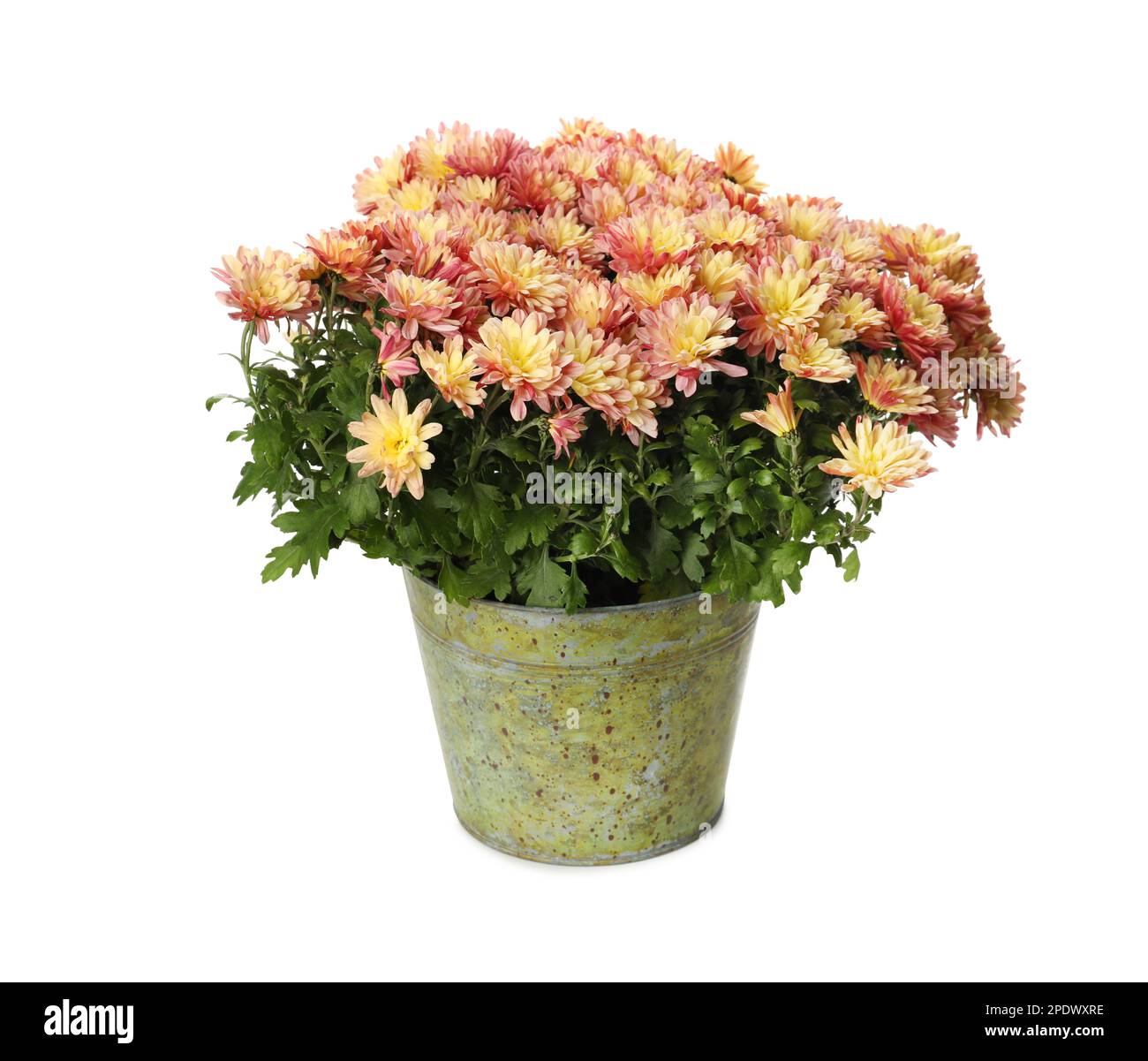 Beautiful chrysanthemum flowers in pot on white background Stock Photo ...