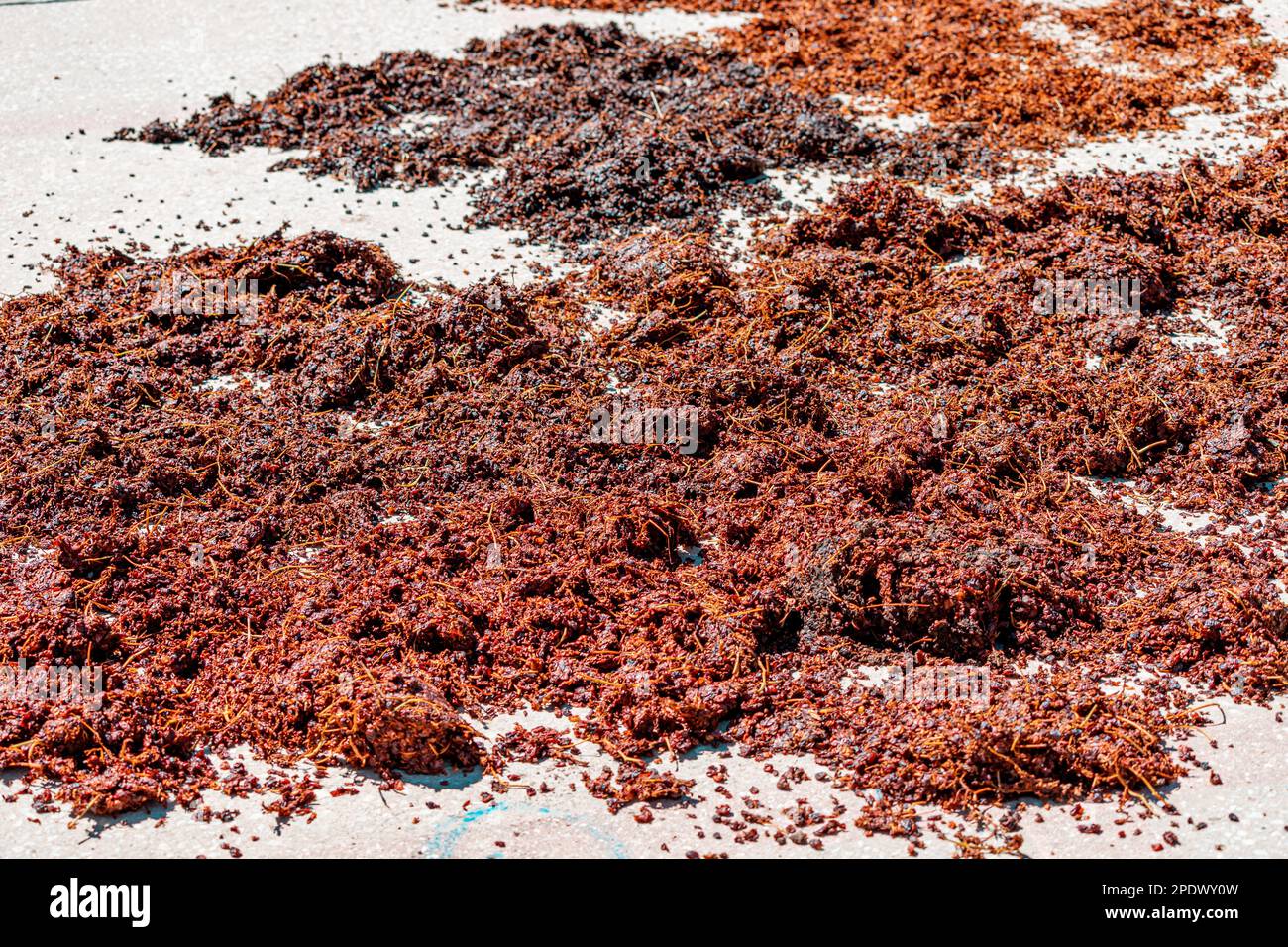 Drying grape fruit on a sun to produce raisin Stock Photo - Alamy