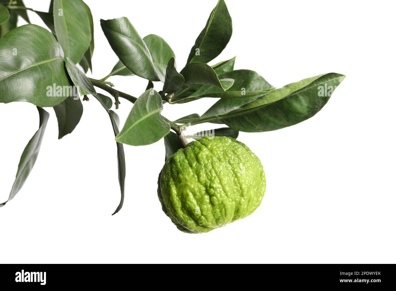 Bergamot tree branch with fruit on white background Stock Photo - Alamy