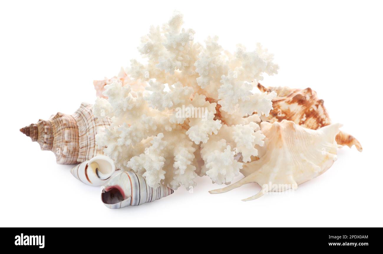 Beautiful exotic sea coral and shells on white background Stock Photo ...