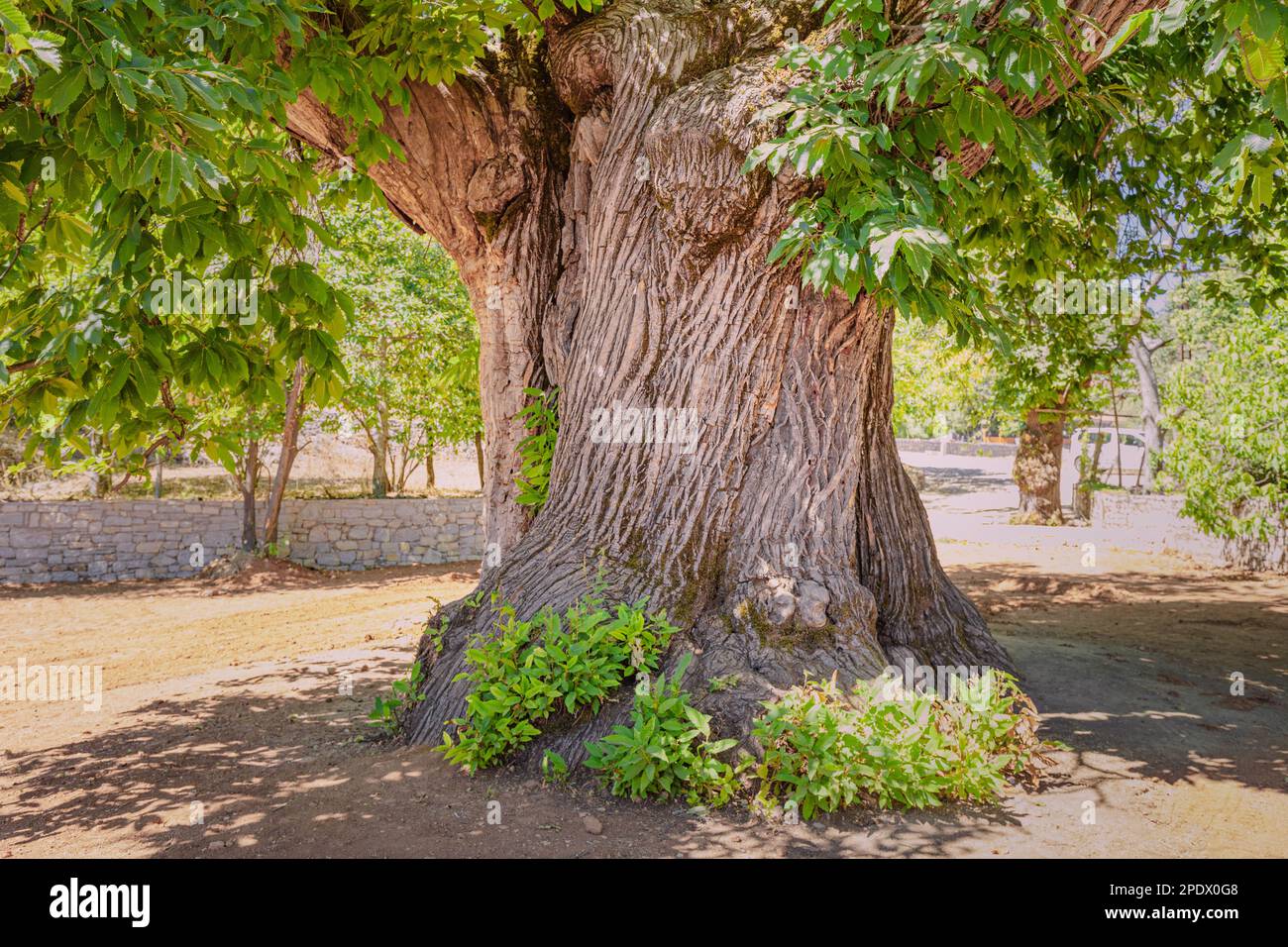 The massive chestnut tree trunk dominates the photo, conveying its ...