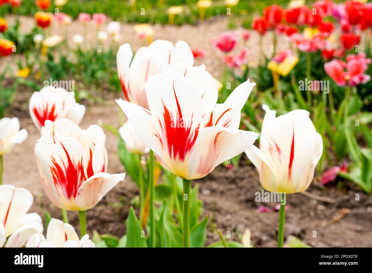 White tulips in the city park close-up, spring background Stock Photo ...