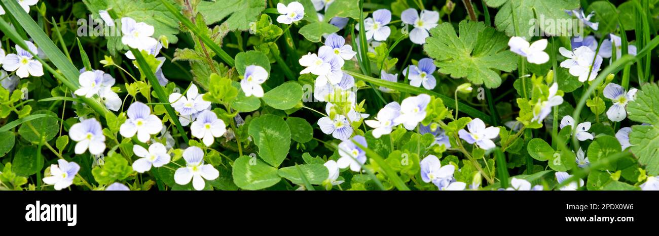 Blue spring flowers with green leaves as background, spring background ...