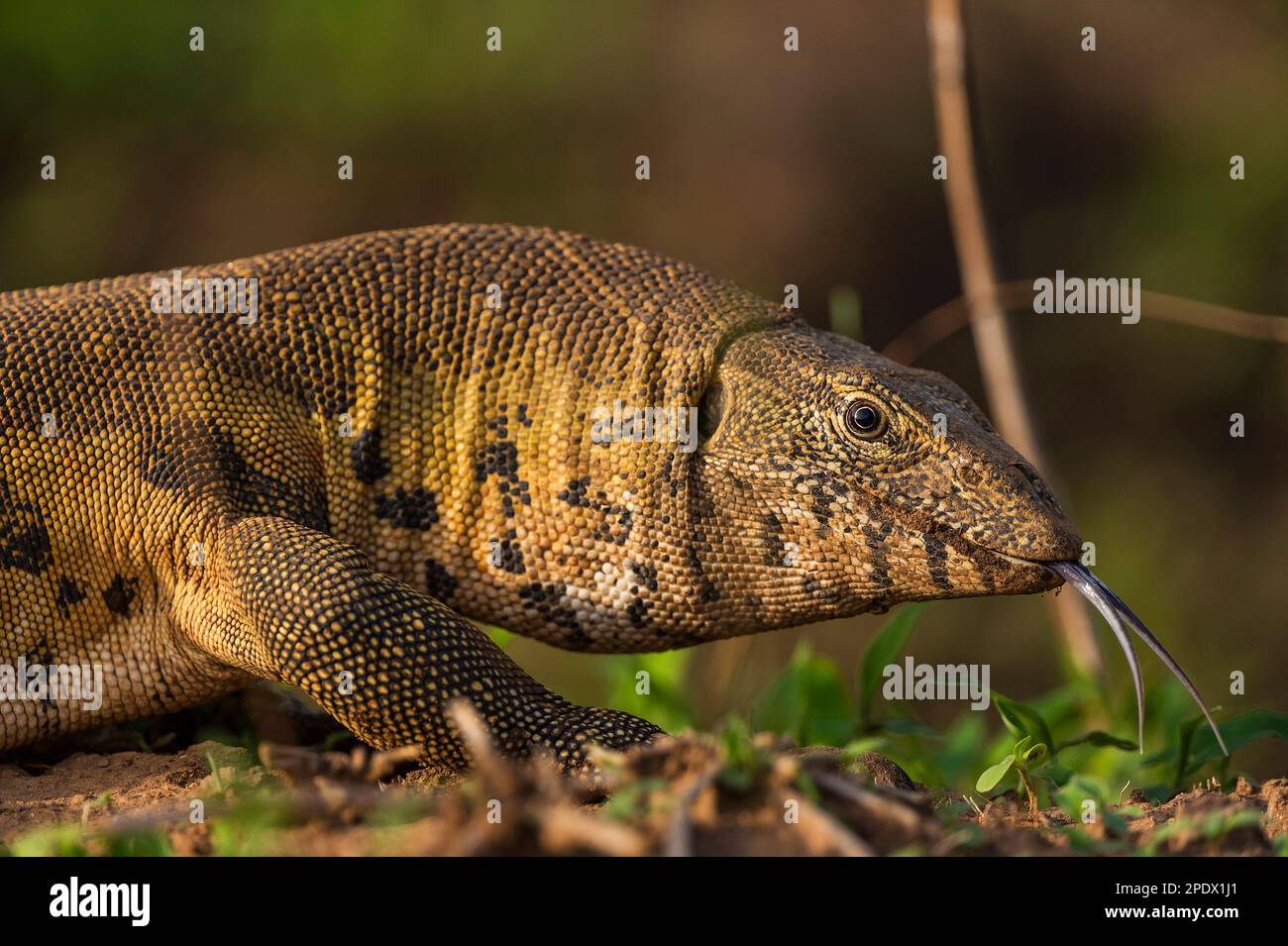 Africas largest lizards hi-res stock photography and images - Alamy