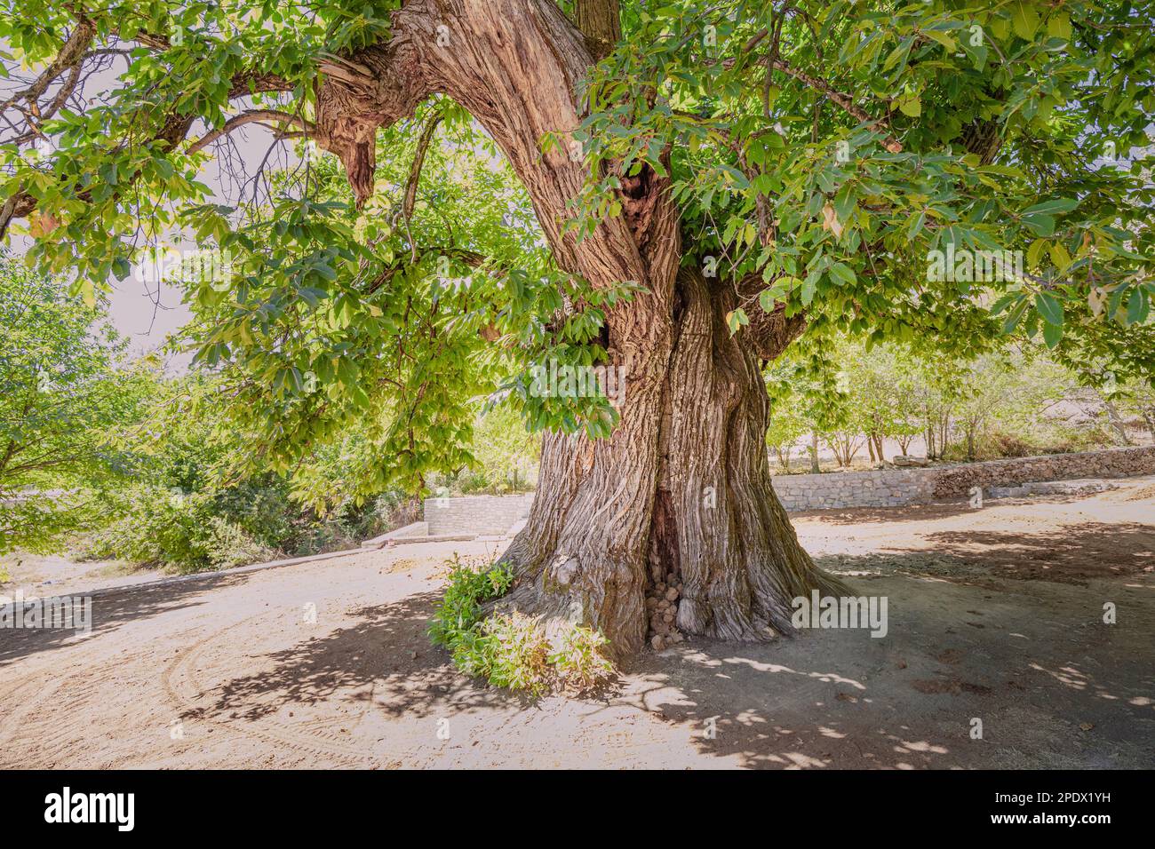 chestnut tree's formidable trunk is a natural wonder, reminding us of ...