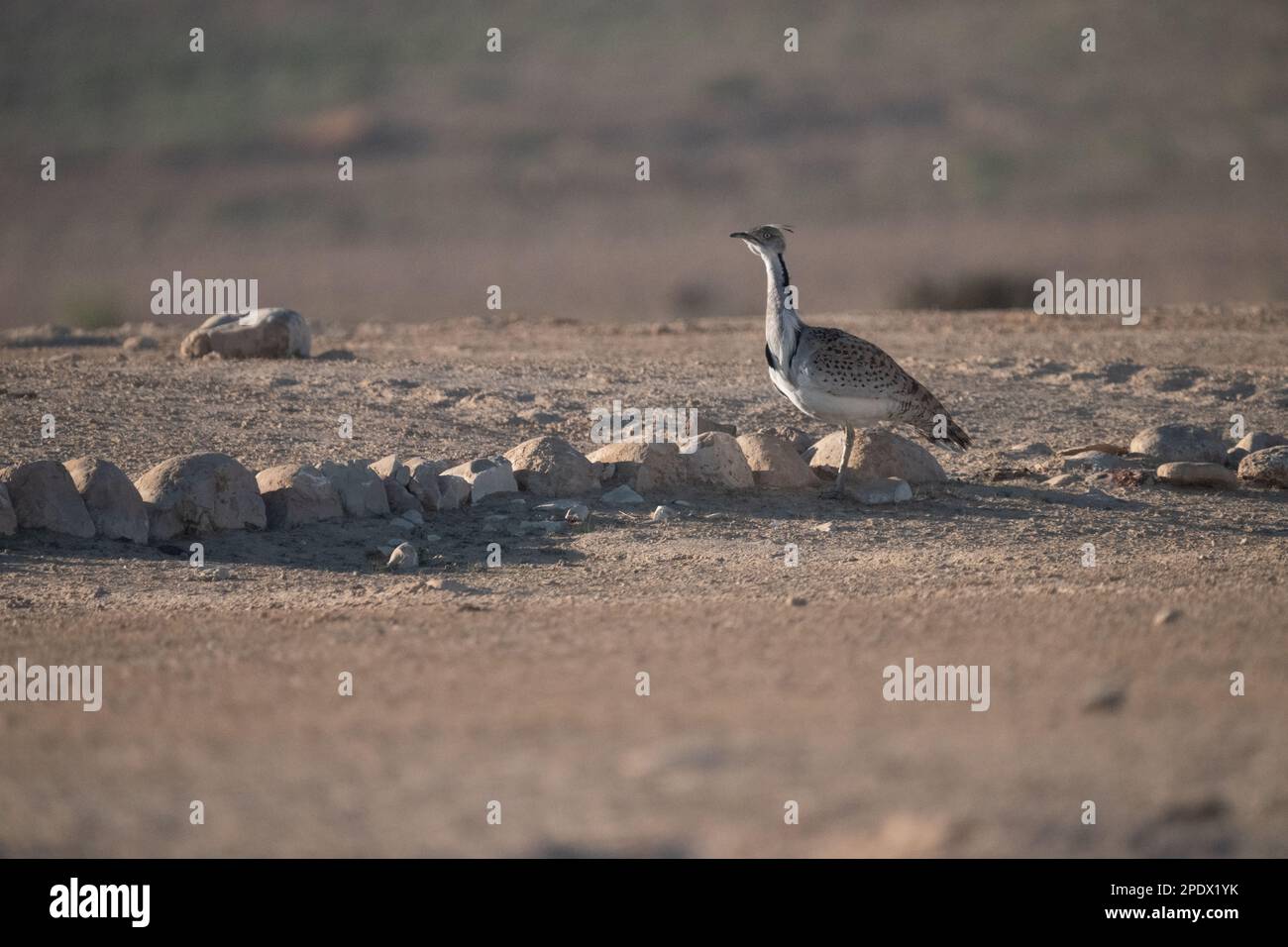 Asian houbara, Houbara bustard, MacQueens bustard (Chlamydotis ...