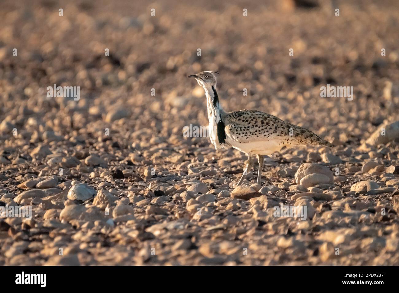 Asian houbara, Houbara bustard, MacQueens bustard (Chlamydotis ...