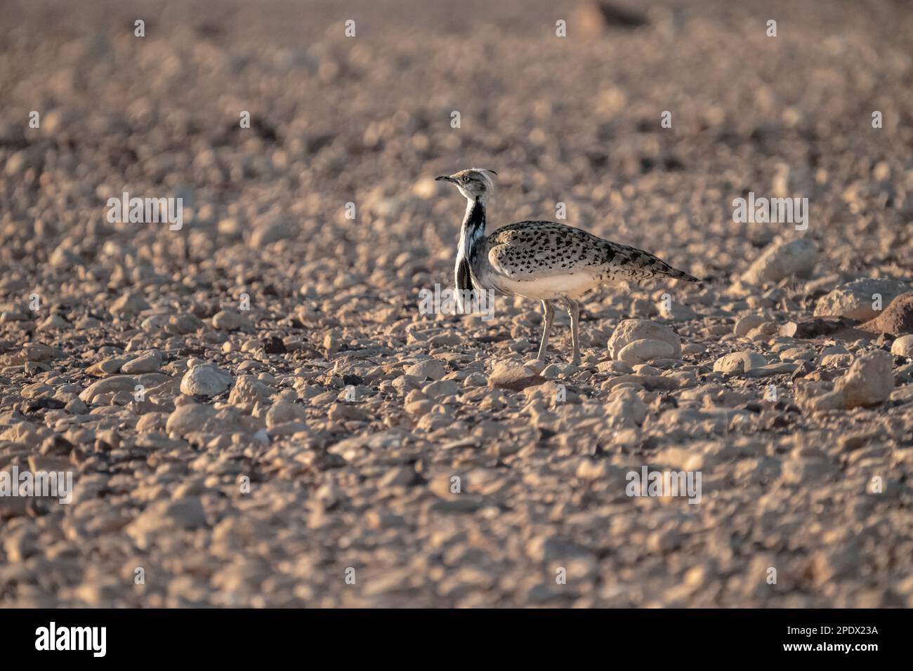 Asian houbara, Houbara bustard, MacQueens bustard (Chlamydotis ...