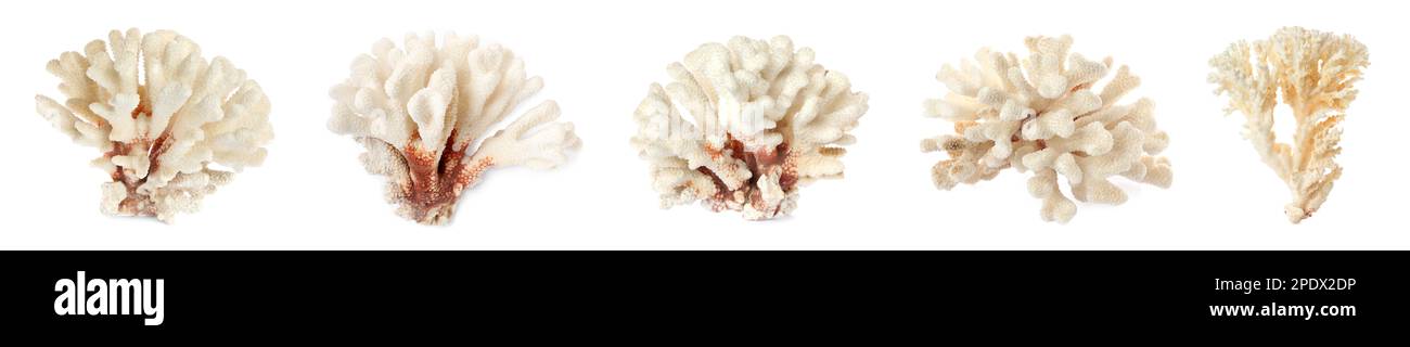 Set with beautiful corals on white background. Banner design Stock ...