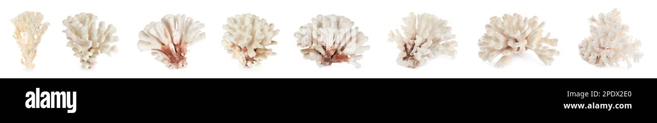 Set with beautiful corals on white background. Banner design Stock ...
