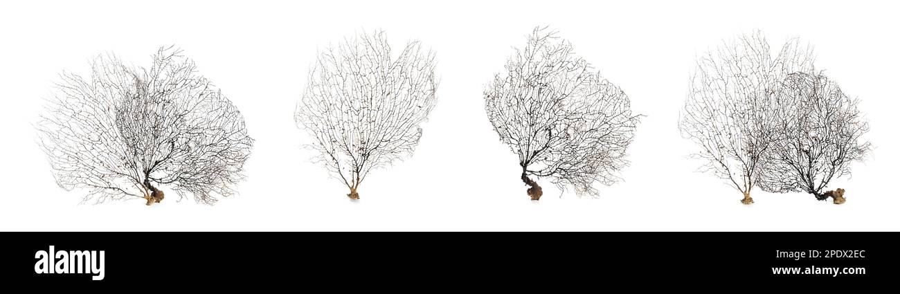 Set with beautiful corals on white background. Banner design Stock ...