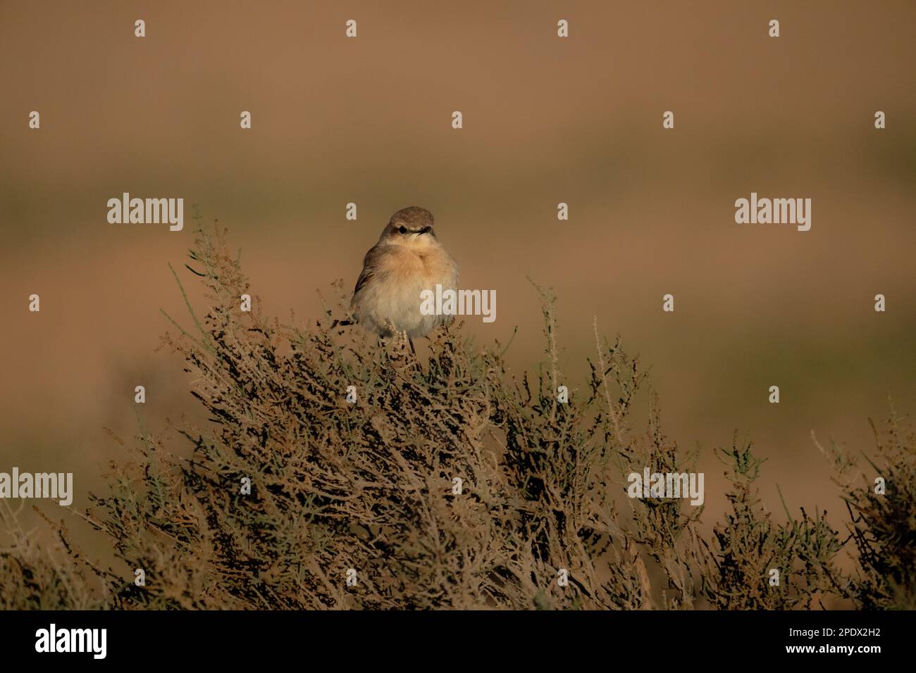 Isabelline wheatear (Oenanthe isabellina Stock Photo - Alamy