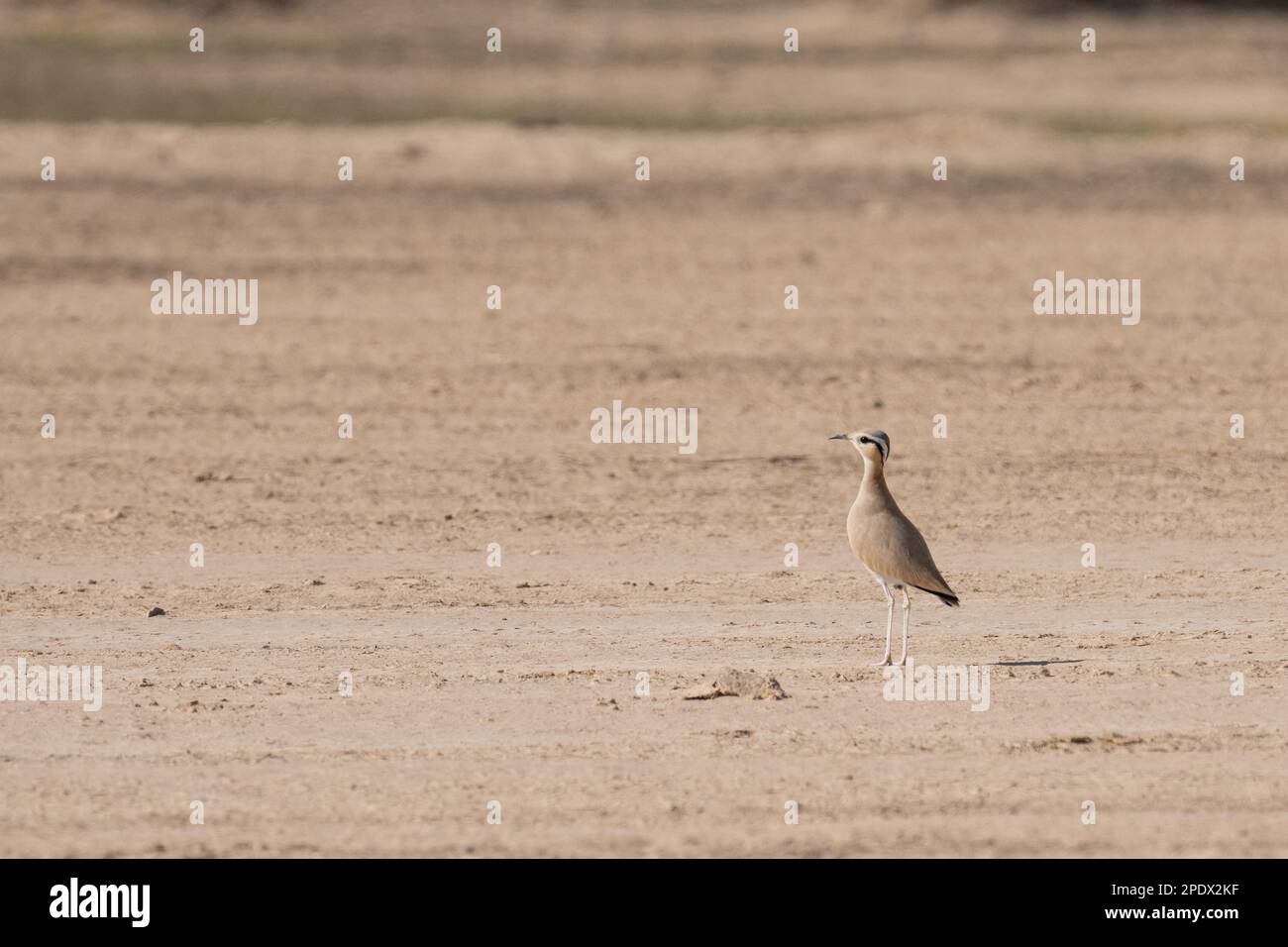 Cream-colored courser (Cursorius cursor Stock Photo - Alamy