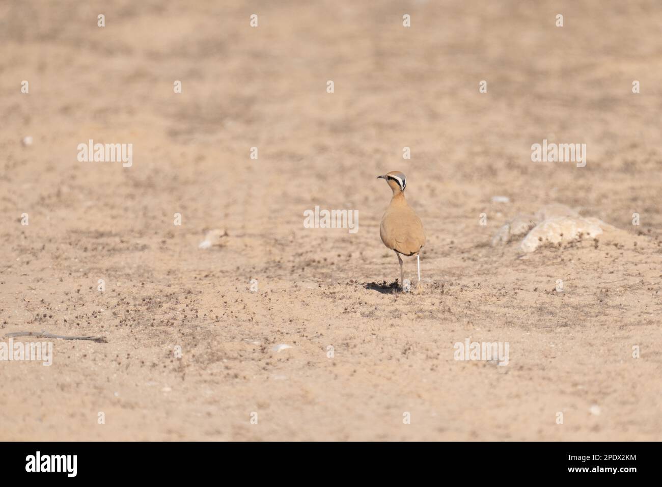 Cream-colored courser (Cursorius cursor Stock Photo - Alamy