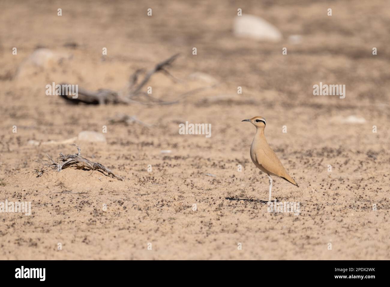 Cream-colored courser (Cursorius cursor Stock Photo - Alamy