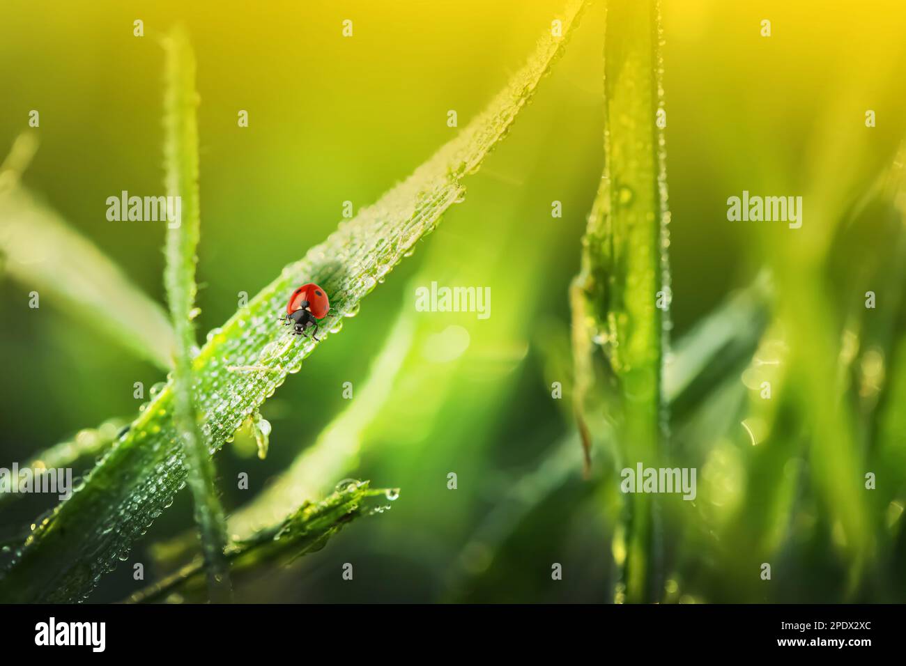Green grass with dew and tiny ladybug on blurred background, closeup ...