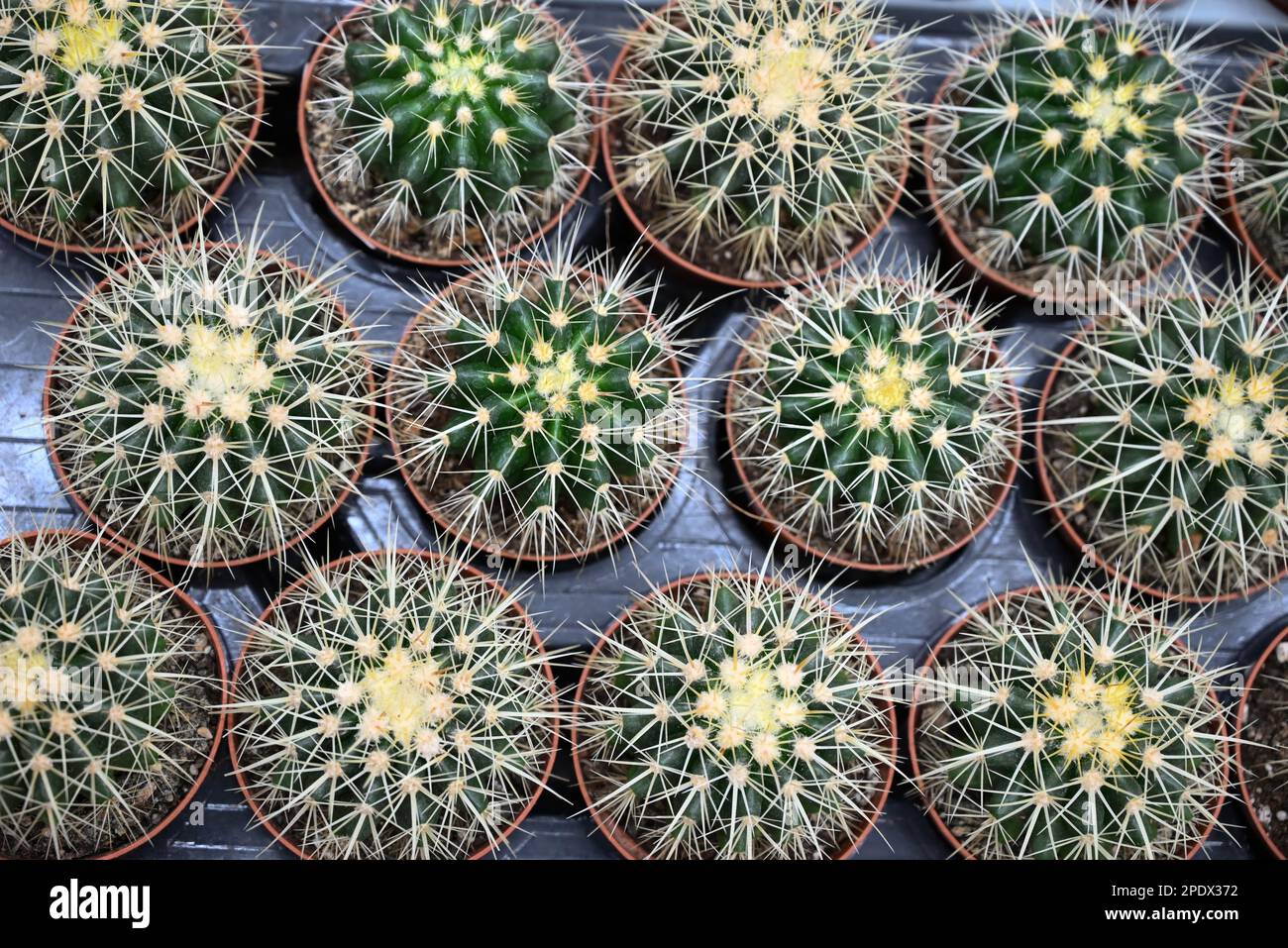cactus Plants of the genus Crassulaceae in pots at a flower shop ...
