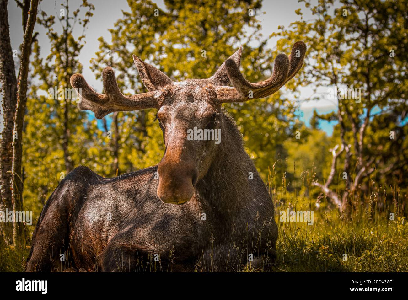 A moose in the middle of a lush green forest, looking directly at the ...