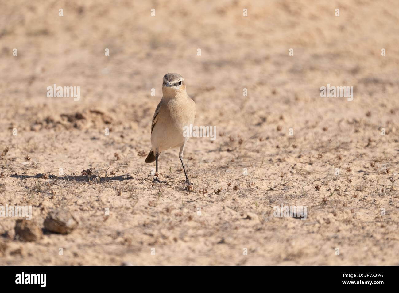 Isabelline wheatear (Oenanthe isabellina Stock Photo - Alamy