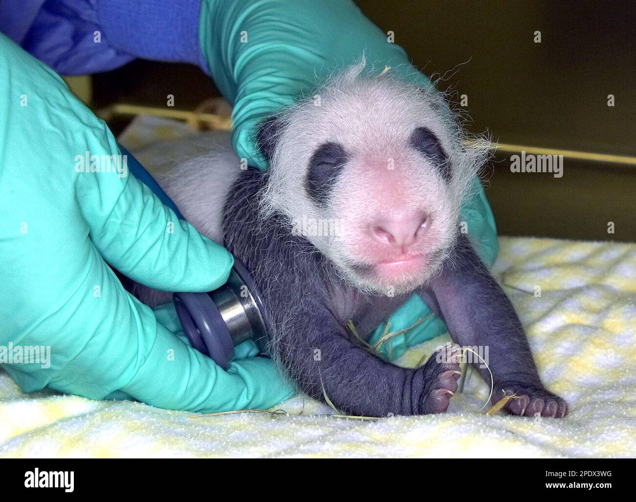 The 3-week-old panda cub born at the San Diego Zoo got a no-so- routine ...