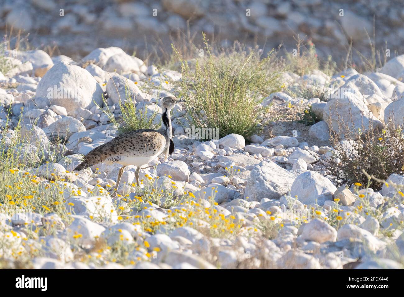 Asian houbara, Houbara bustard, MacQueens bustard (Chlamydotis ...